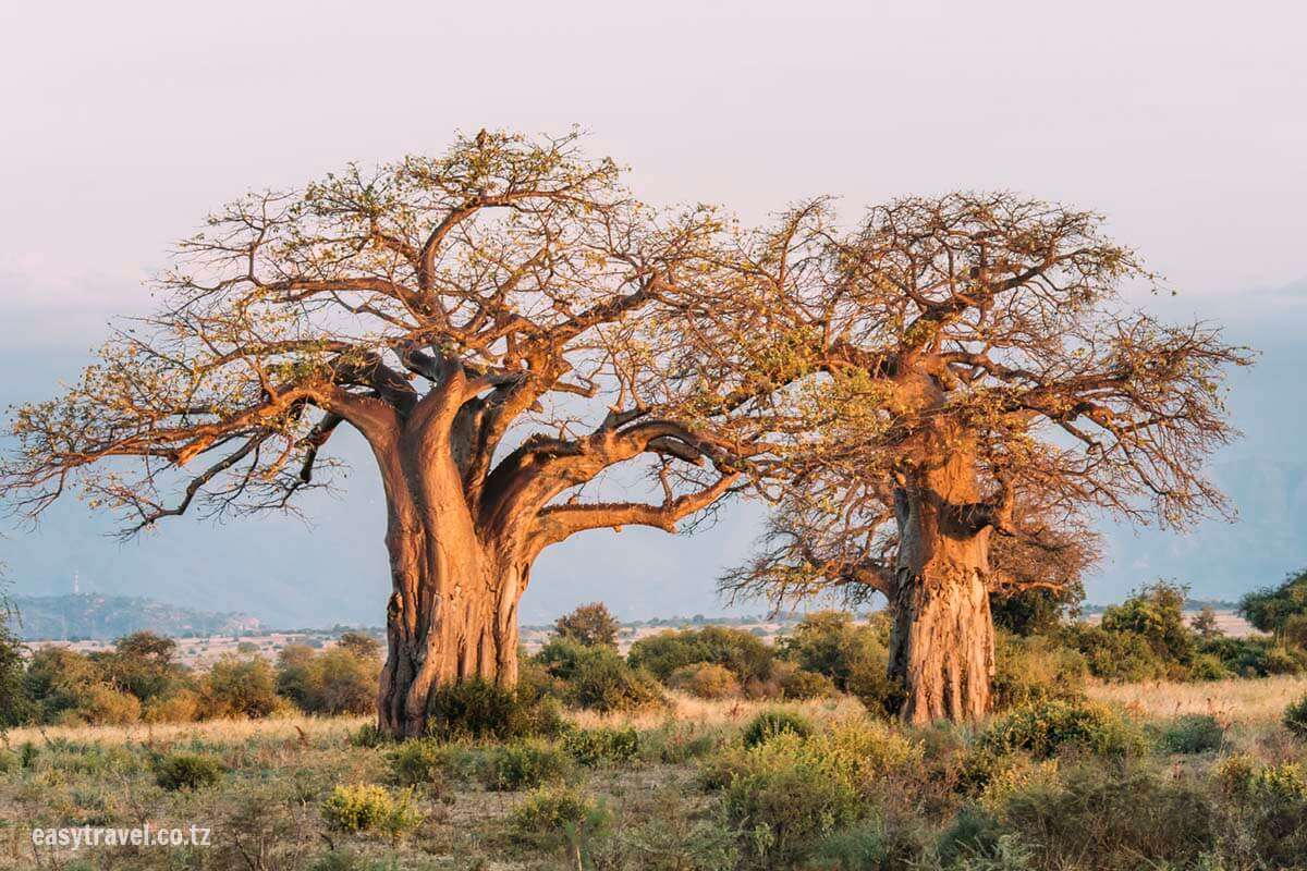 The Majestic Baobab Trees of Tarangire - Wildlife Oasis Tours