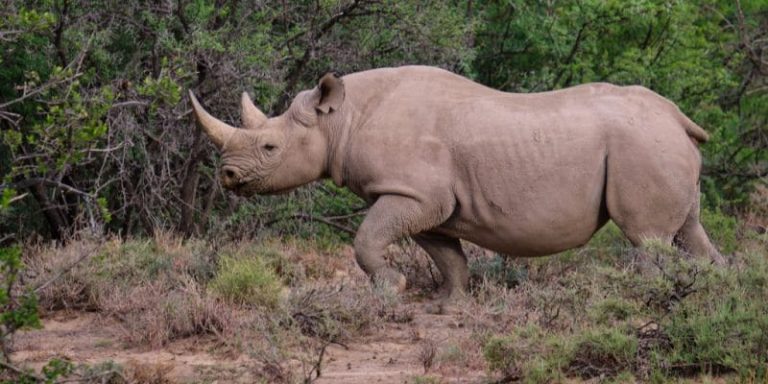 The Serengeti's Biodiversity: Safeguarding Rare and Endangered Species ...